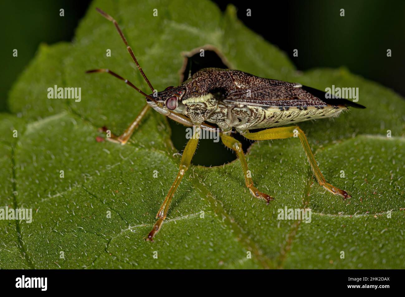 Adult Predatory Stink Bug of the species Podisus nigrispinus Stock ...