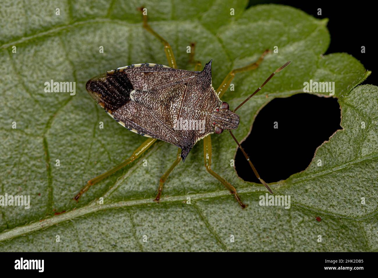 Adult Predatory Stink Bug of the species Podisus nigrispinus Stock ...
