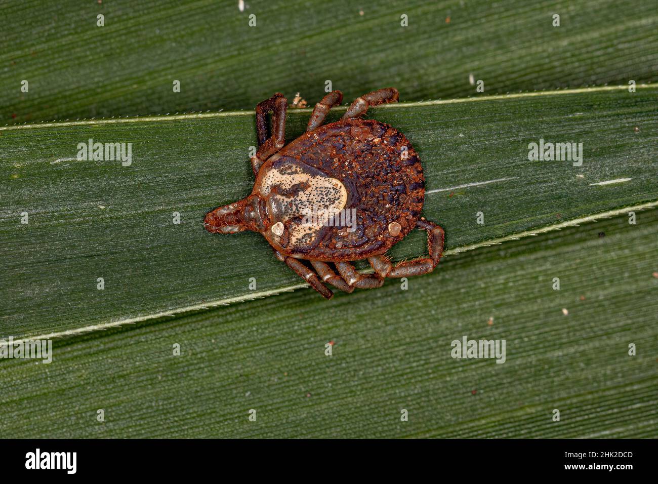 Amblyomma Cajennense