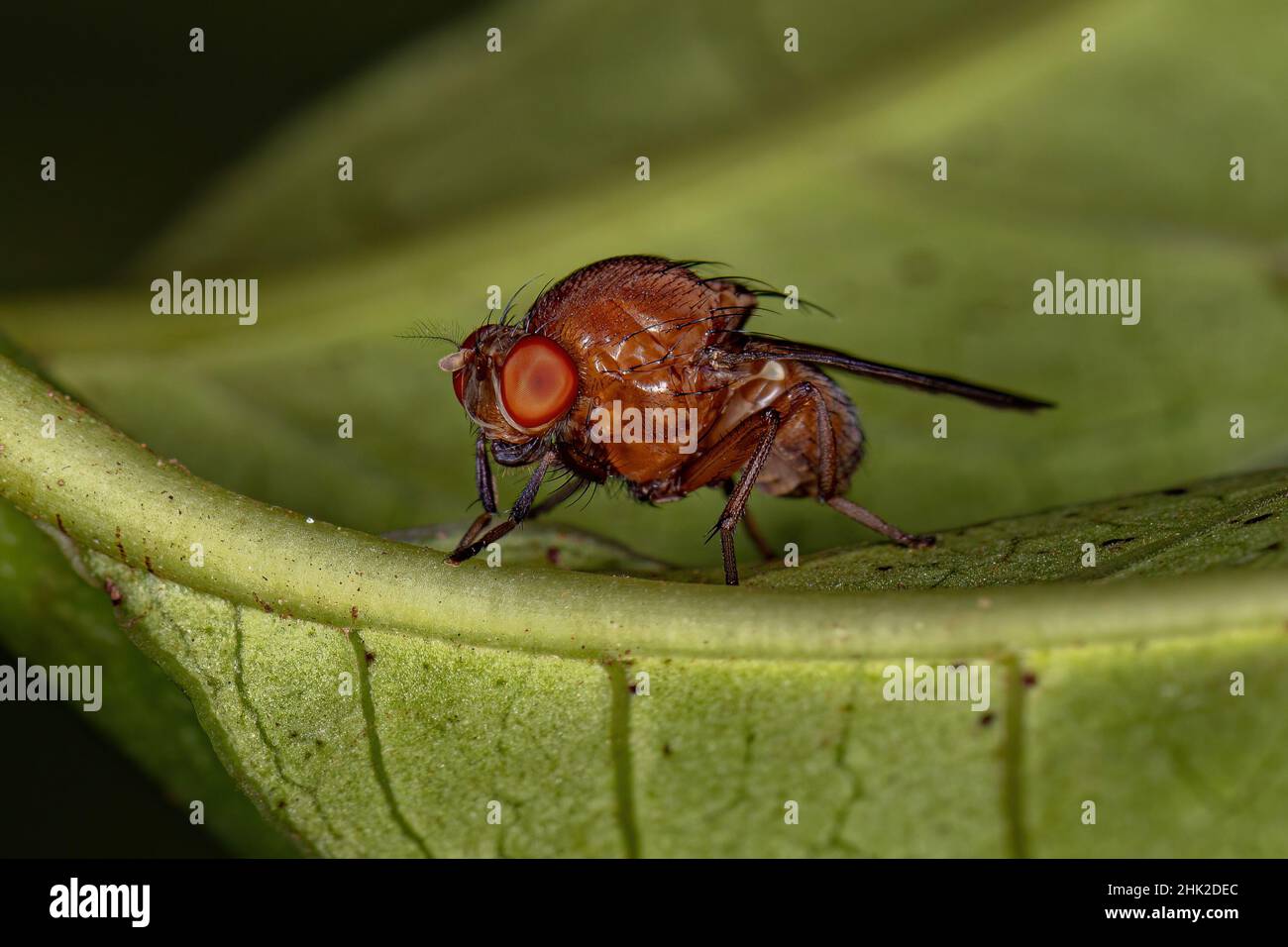 Adult Acalyptrate Fly of the Zoosubsection Acalyptratae Stock Photo - Alamy