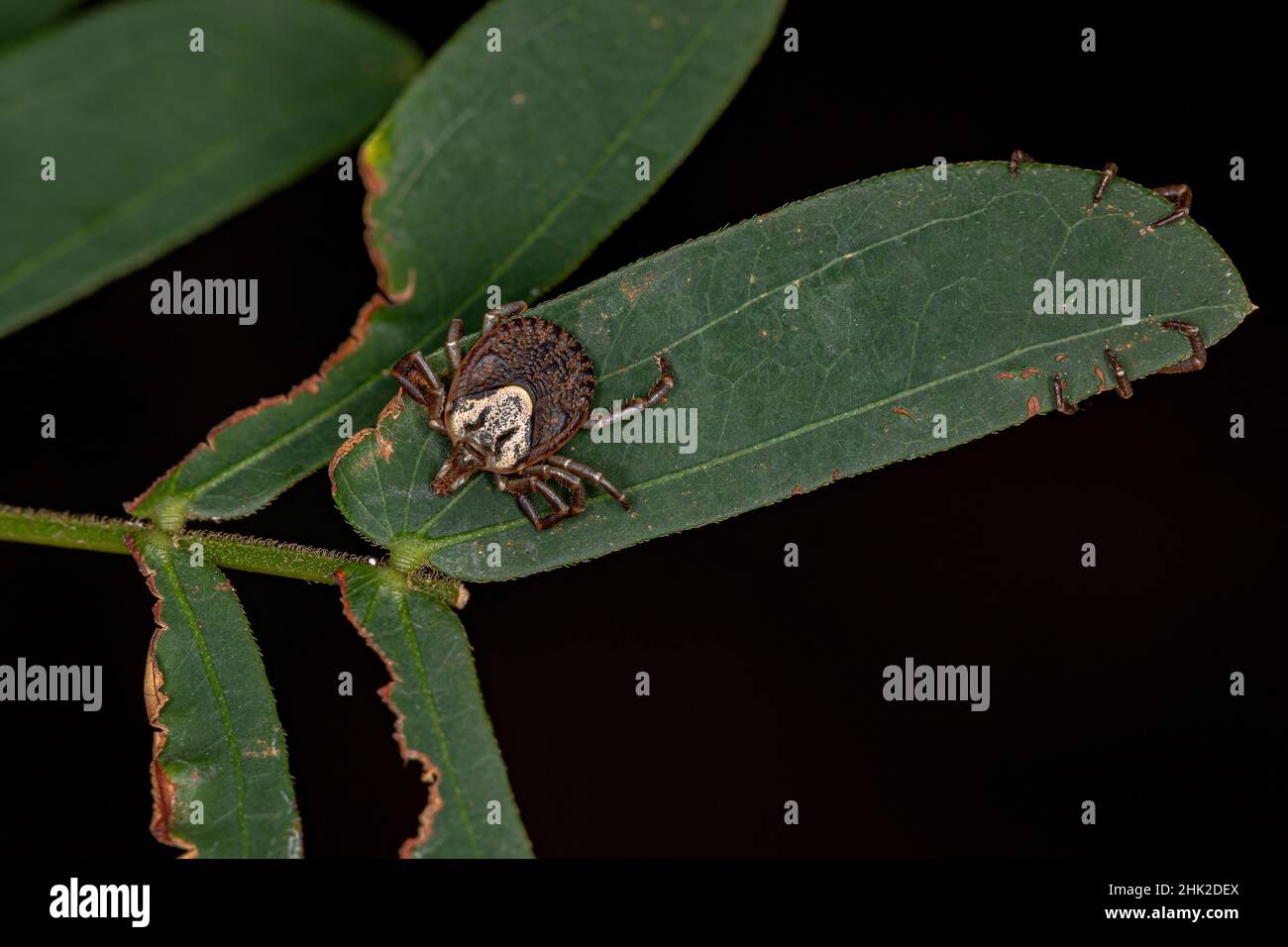 Female Adult Cayenne Tick of the species Amblyomma cajennense Stock ...