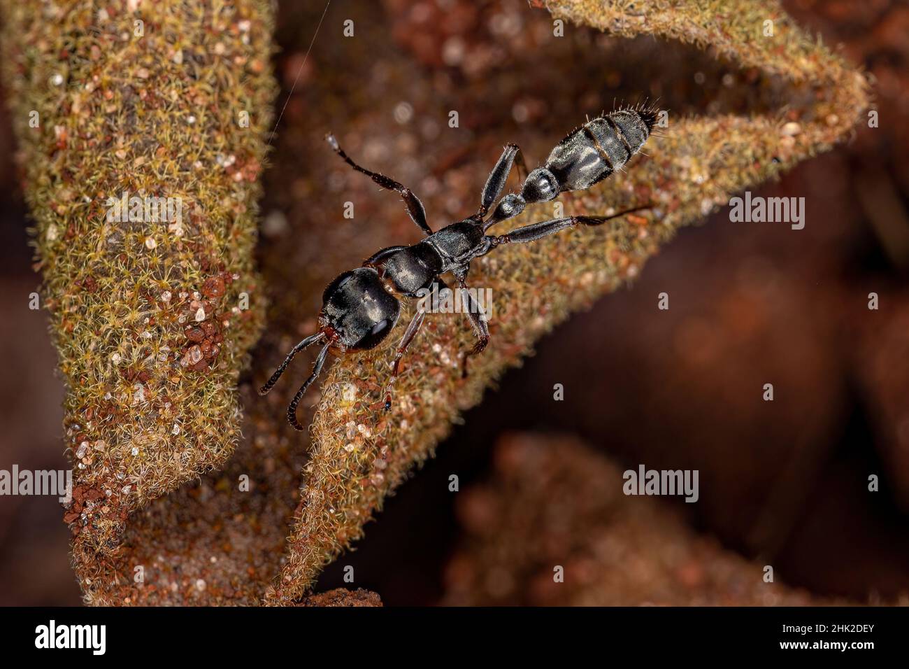 Pseudomyrmex hi-res stock photography and images - Alamy