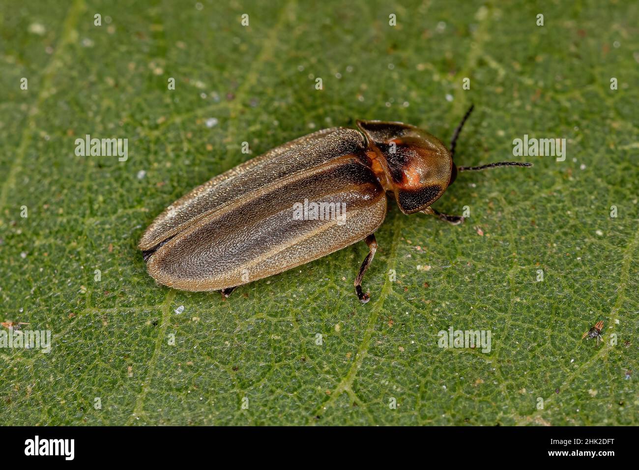 Adult Firefly Beetle of the Family Lampyridae Stock Photo - Alamy