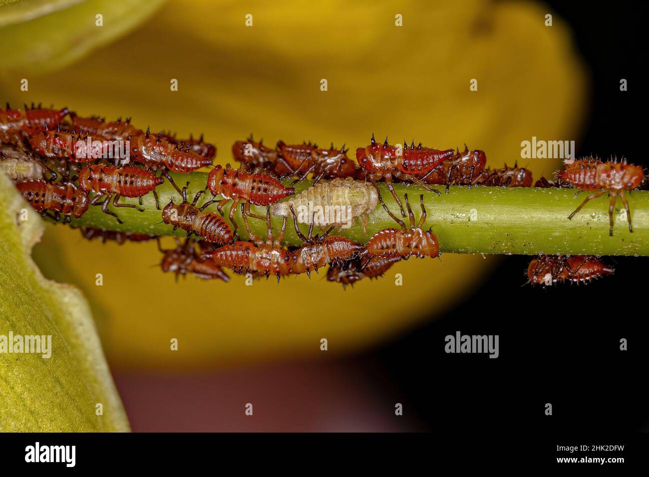 Treehopper Nymphs Insects of the Family Membracidae Stock Photo - Alamy