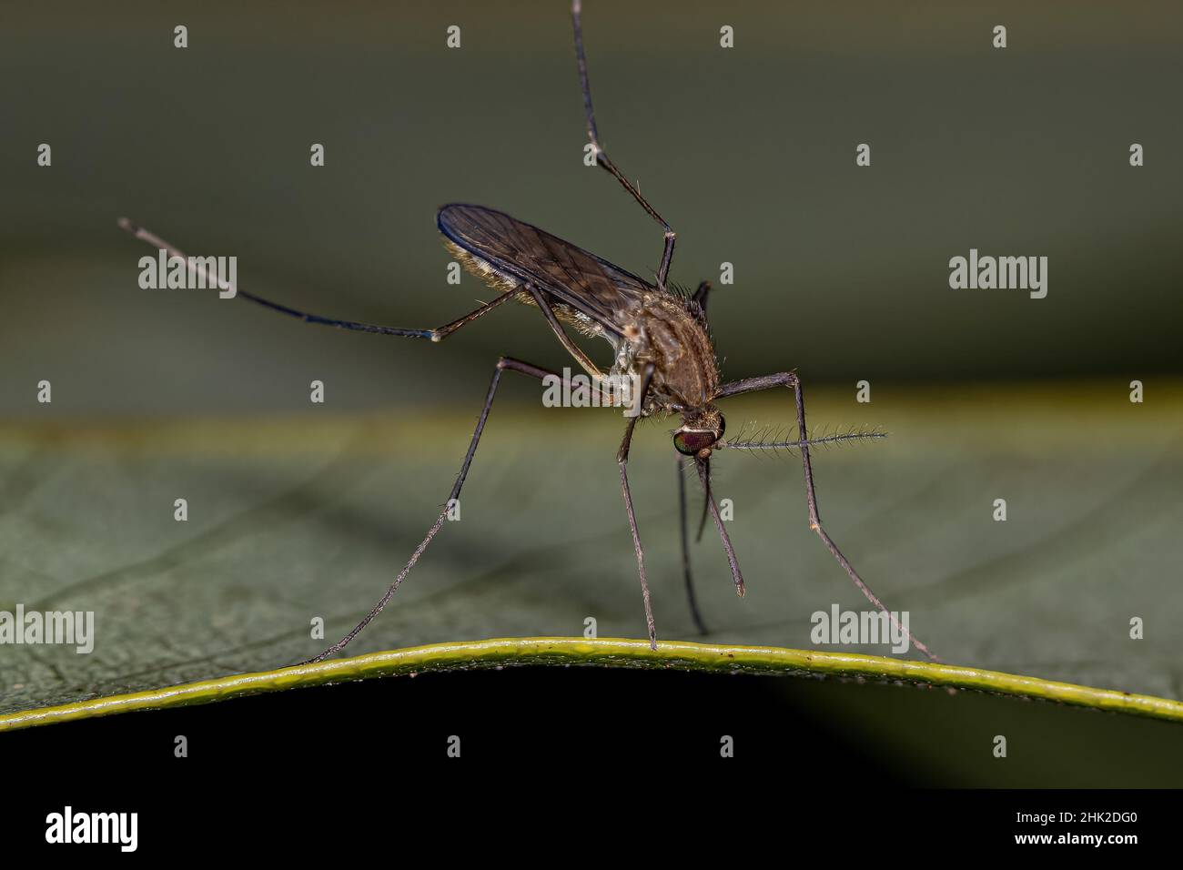 Adult Female Culicine Mosquito Insect of the genus Culex Stock Photo ...