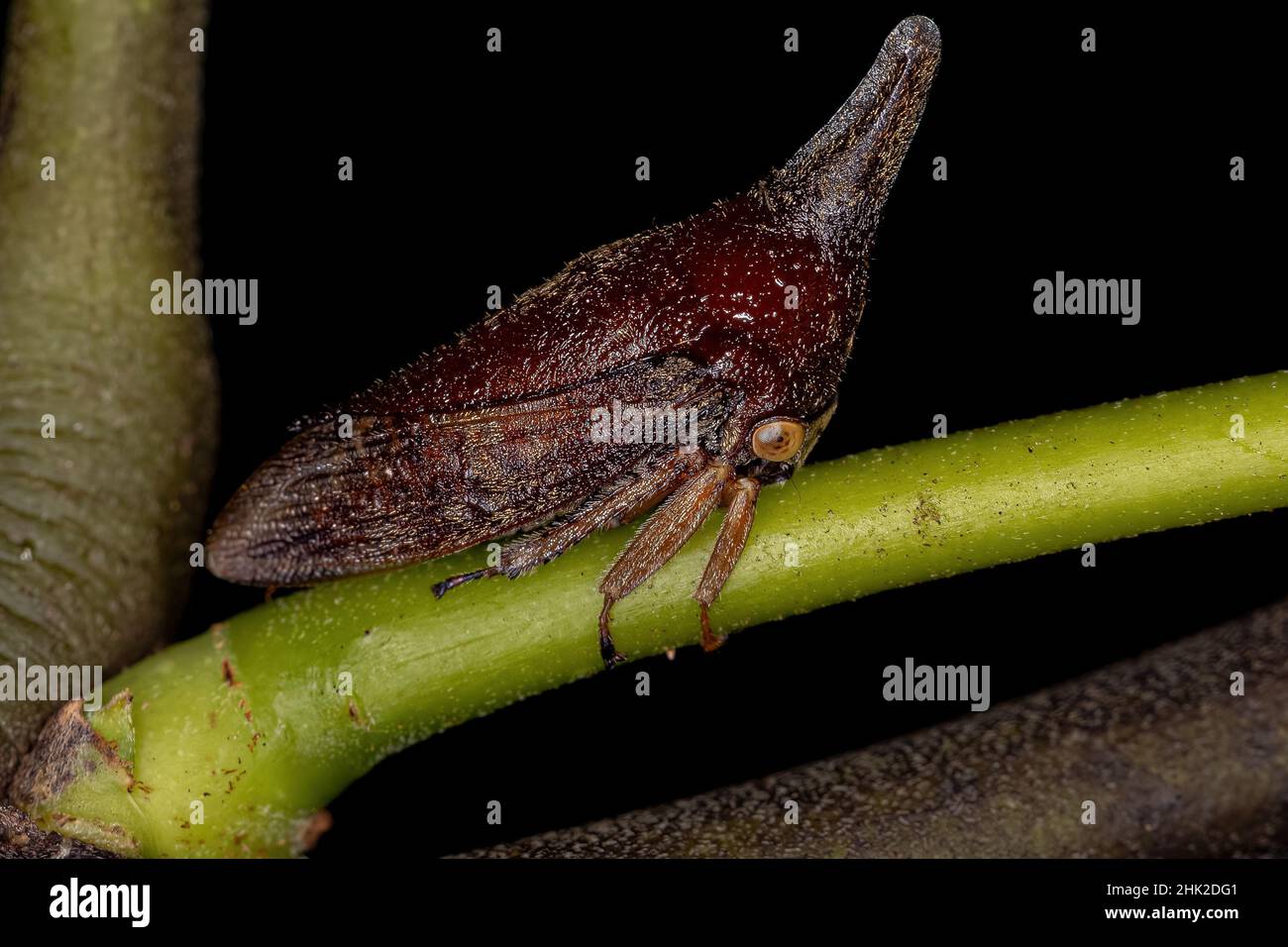 Adult Typical Treehopper of the Family Membracidae Stock Photo - Alamy