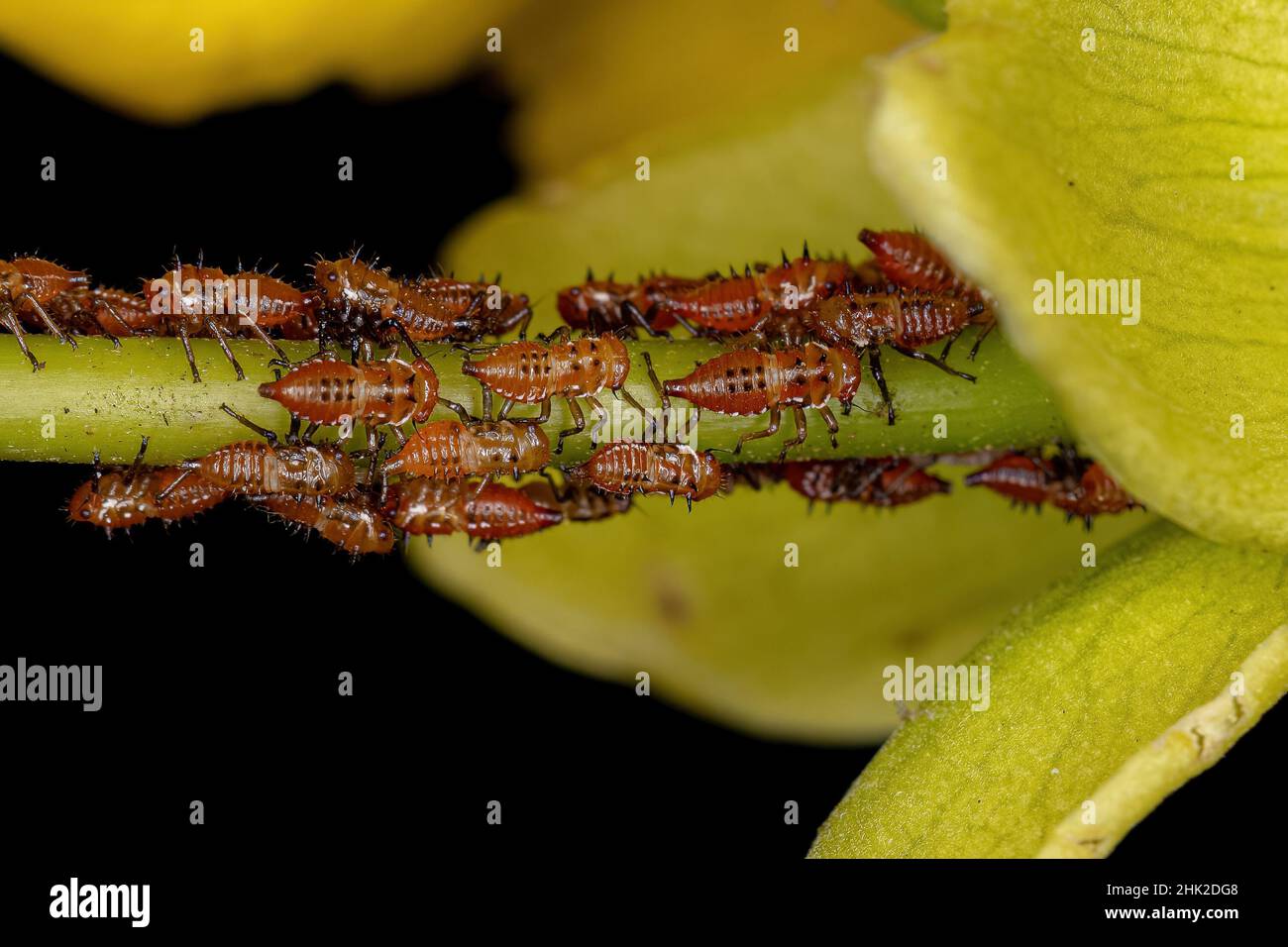 Treehopper Nymphs Insects of the Family Membracidae Stock Photo - Alamy
