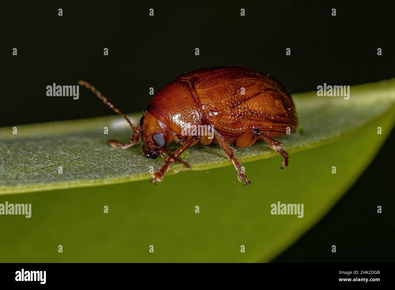 Adult Leaf Beetle of the Subfamily Eumolpinae Stock Photo - Alamy