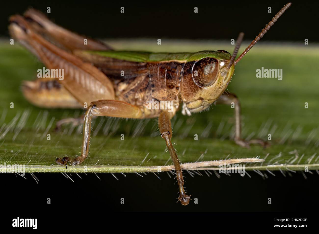 Adult Stridulating Slant-faced Grasshopper of the Tribe Orphulellini ...