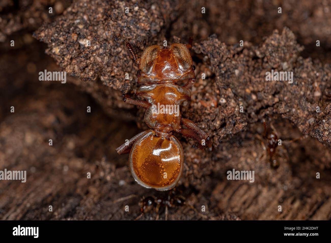 Adult Yellow Turtle Ant of the Genus Cephalotes Stock Photo - Alamy
