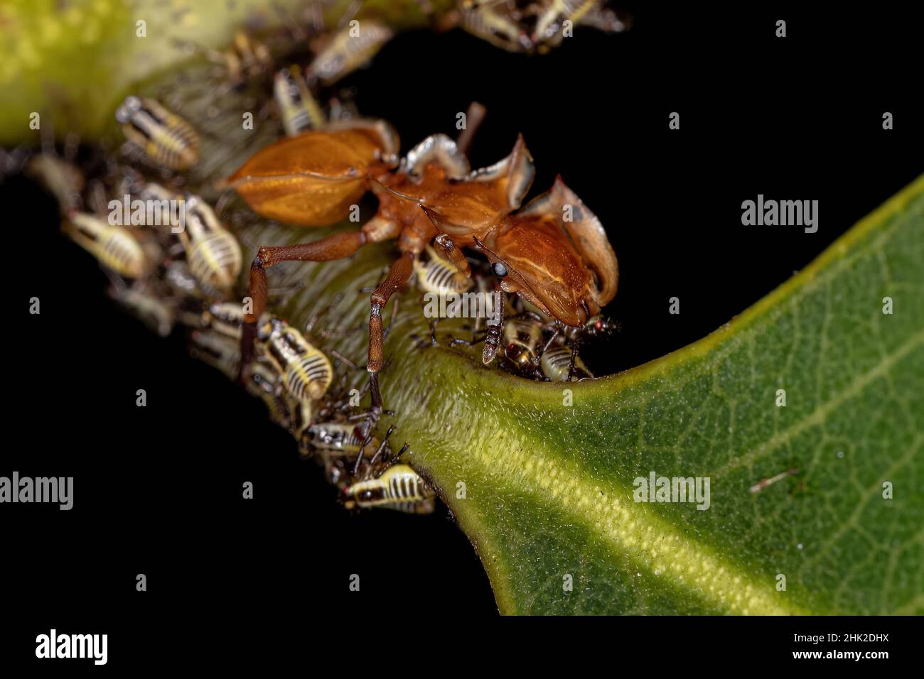 Adult Yellow Turtle Ant of the Genus Cephalotes with Aetalionid ...