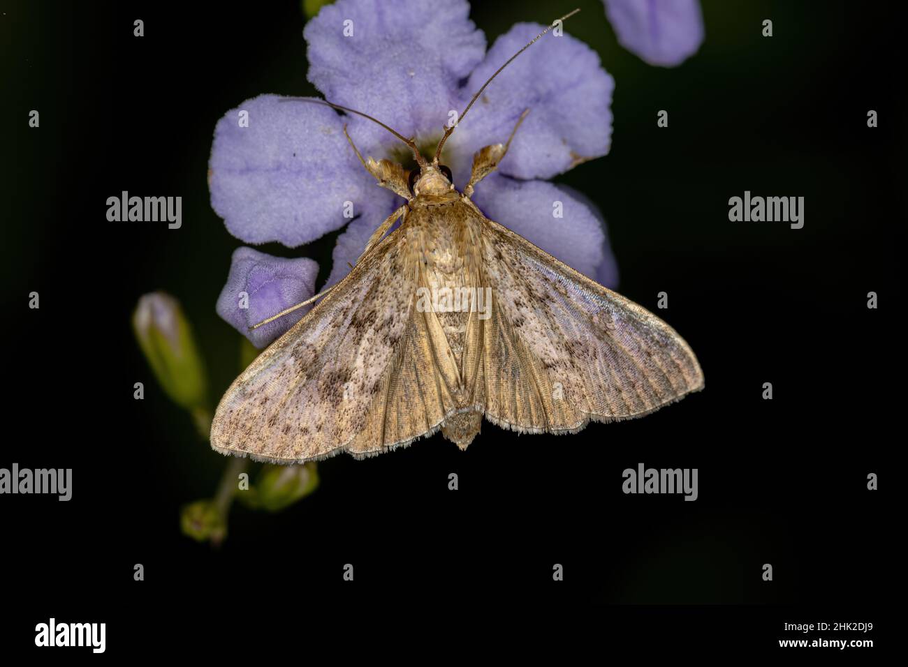 Pearl moth hi-res stock photography and images - Alamy