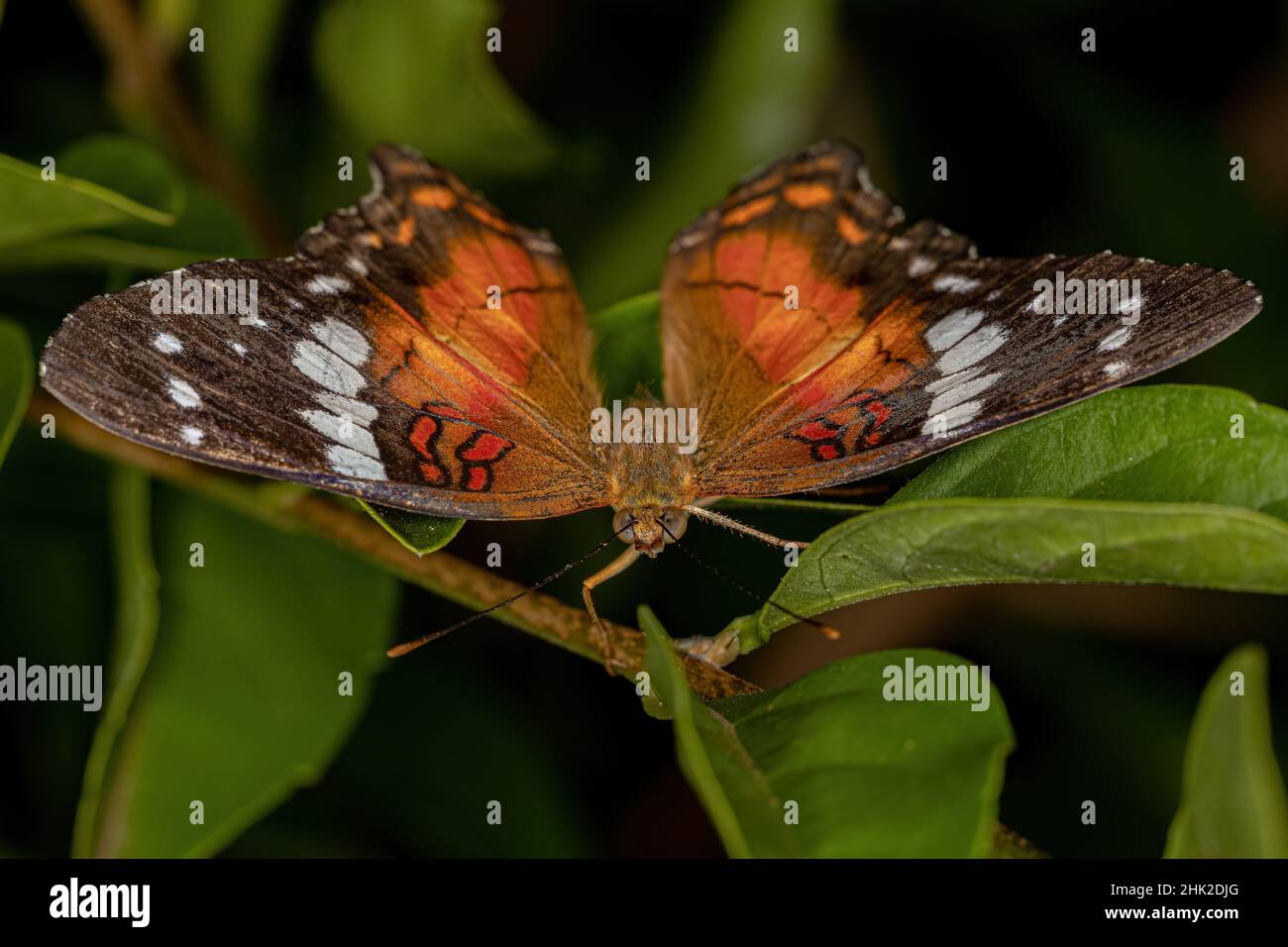 Adult Red Peacock Butterfly of the species Anartia amathea Stock Photo ...