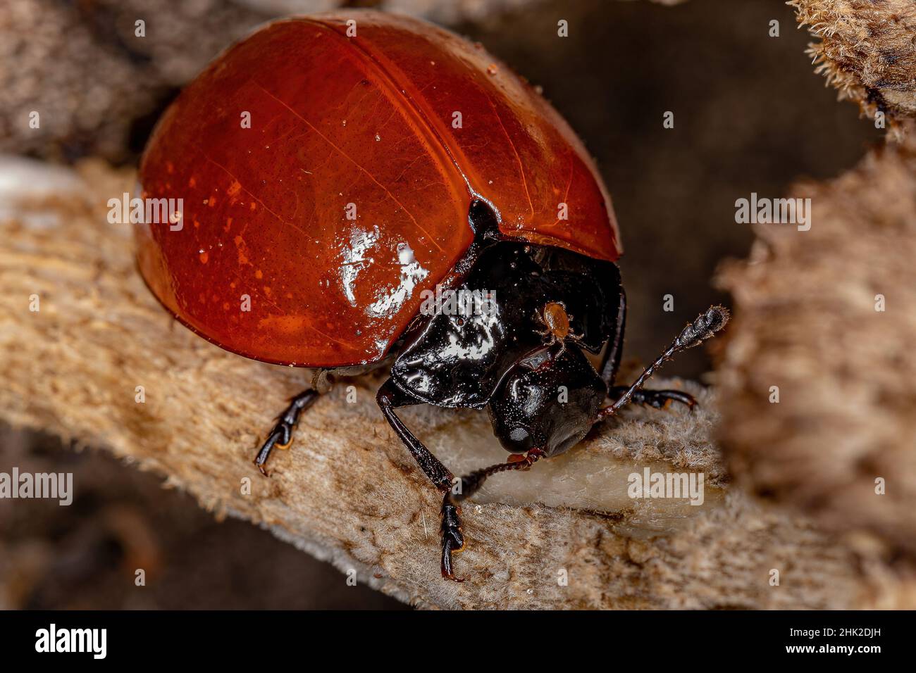 Adult Pleasing Fungus Beetle of the Genus Aegithus Stock Photo - Alamy