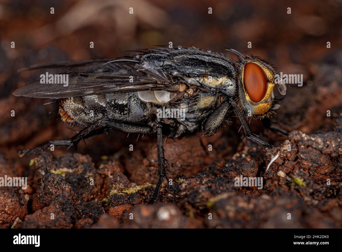 Adult Flesh Fly of the Family Sarcophagidae Stock Photo - Alamy