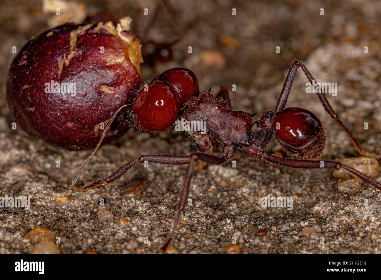 Atta Leaf-cutter Ant of the species Atta laevigata carrying a small fig ...
