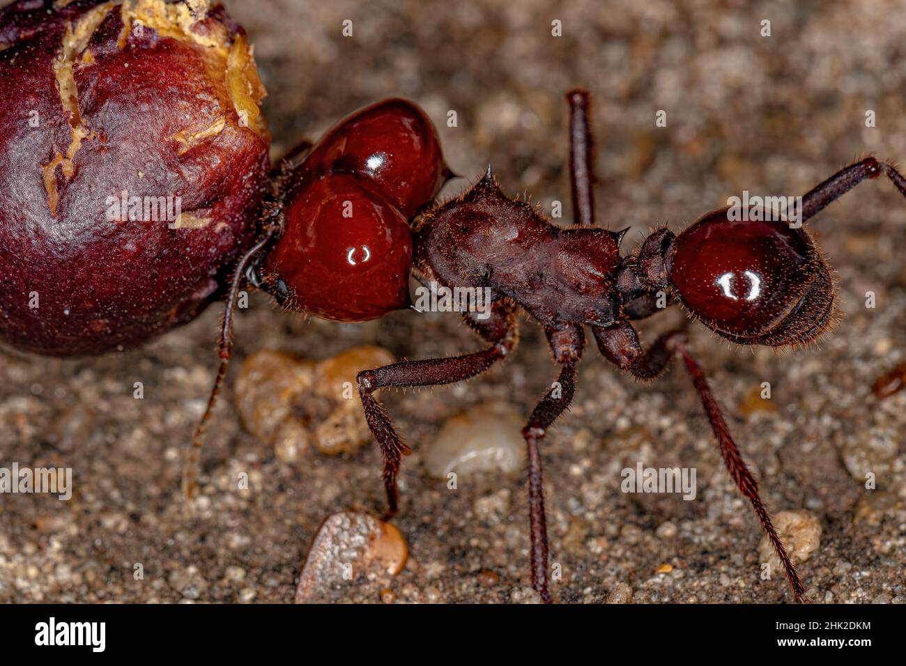 Atta Leaf-cutter Ant of the species Atta laevigata carrying a small fig ...