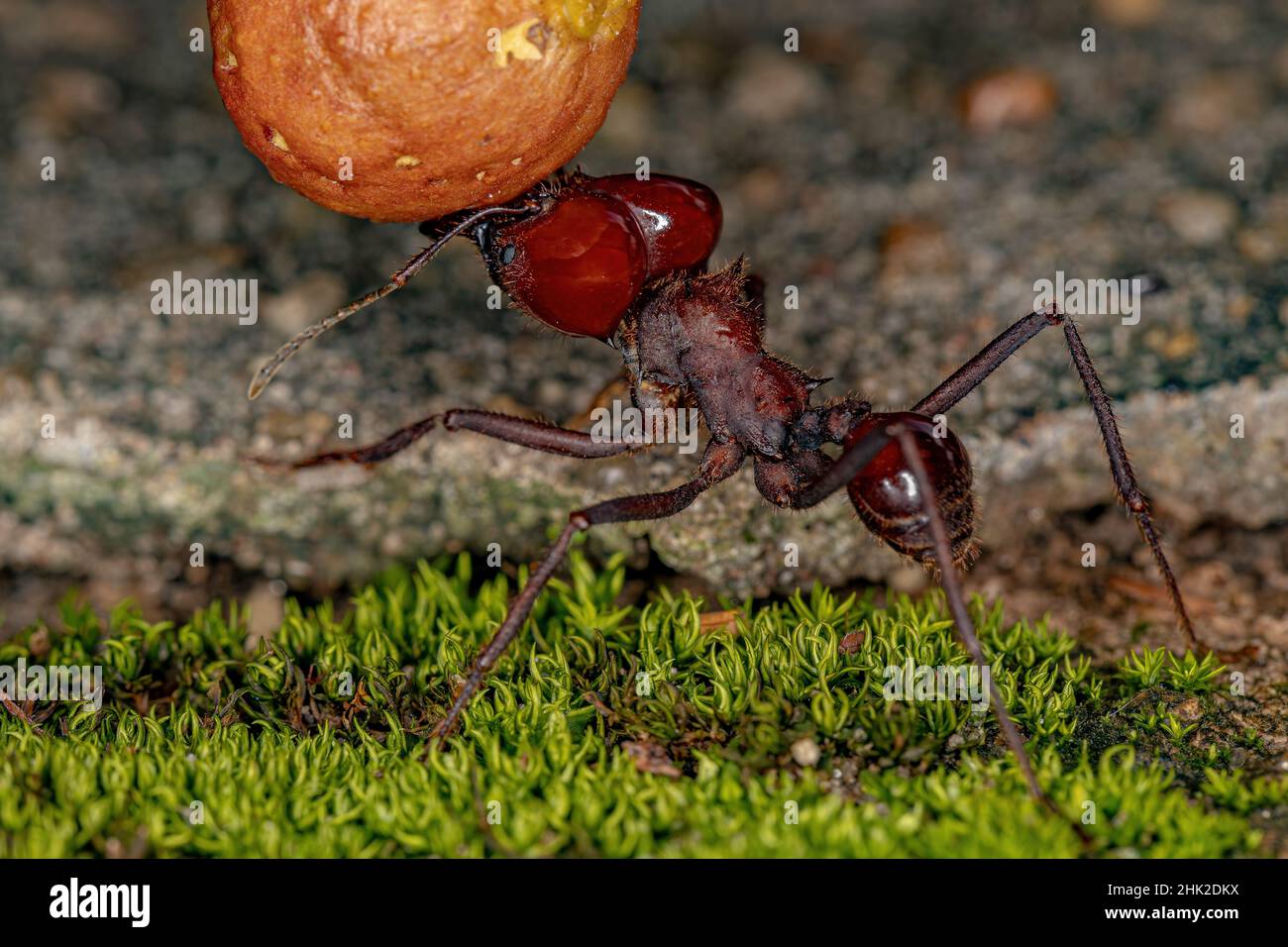 Atta laevigata hi-res stock photography and images - Alamy
