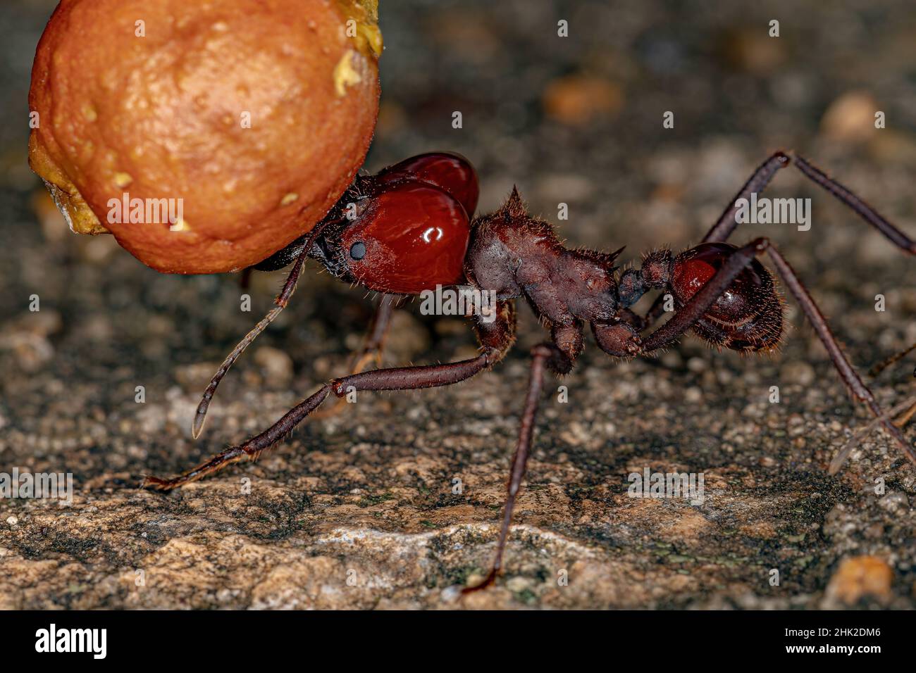 Atta Leaf-cutter Ant of the species Atta laevigata carrying a small fig ...