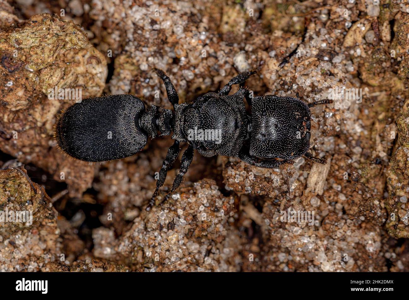 Adult Black Queen Turtle Ant of the Genus Cephalotes Stock Photo - Alamy