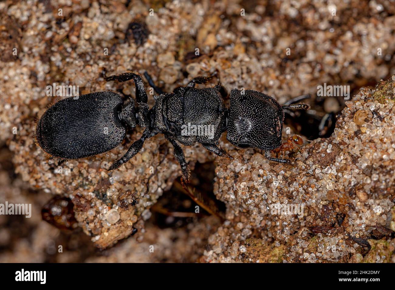 Adult Black Queen Turtle Ant of the Genus Cephalotes Stock Photo - Alamy