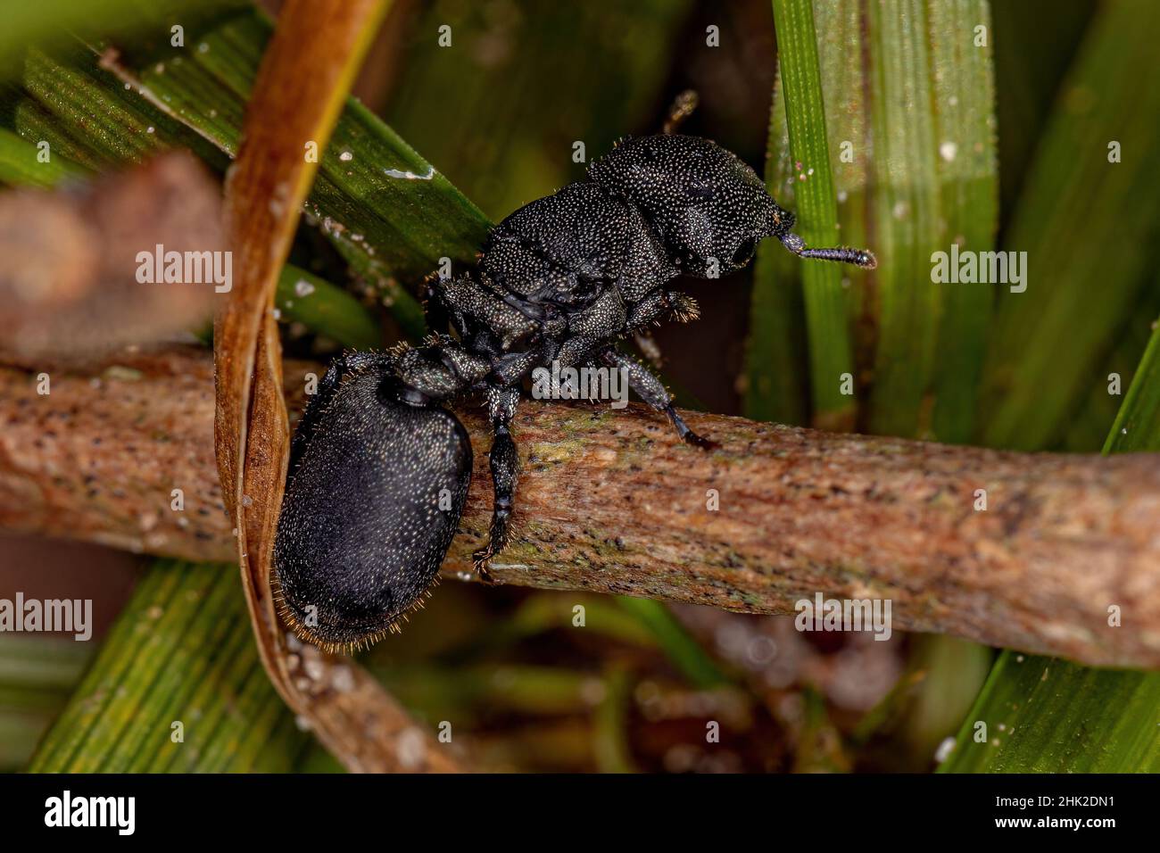 Adult Black Queen Turtle Ant of the Genus Cephalotes Stock Photo - Alamy
