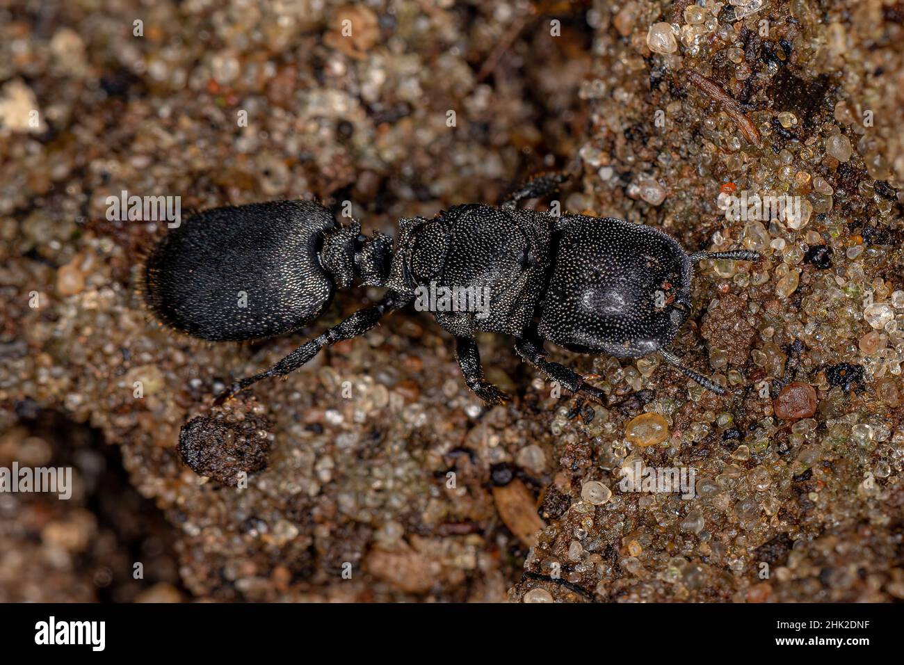 Adult Black Queen Turtle Ant of the Genus Cephalotes Stock Photo - Alamy