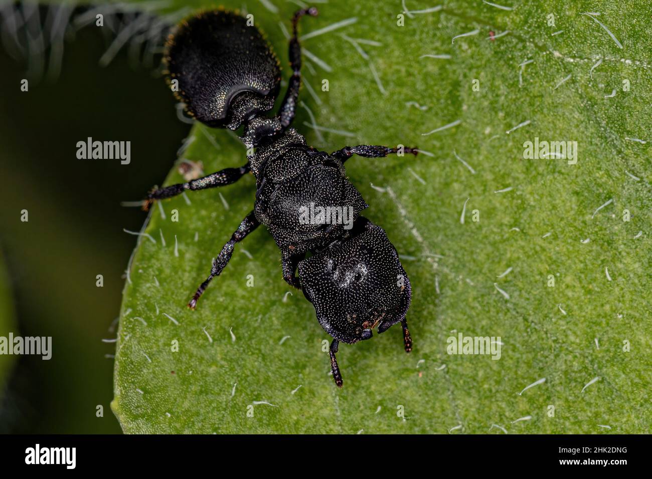 Adult Black Queen Turtle Ant of the Genus Cephalotes Stock Photo - Alamy