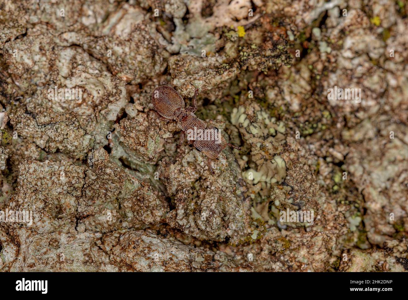 Adult Turtle Ant of the Genus Cephalotes Stock Photo - Alamy