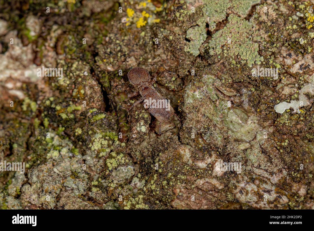 Cephalotes turtle ant hi-res stock photography and images - Alamy