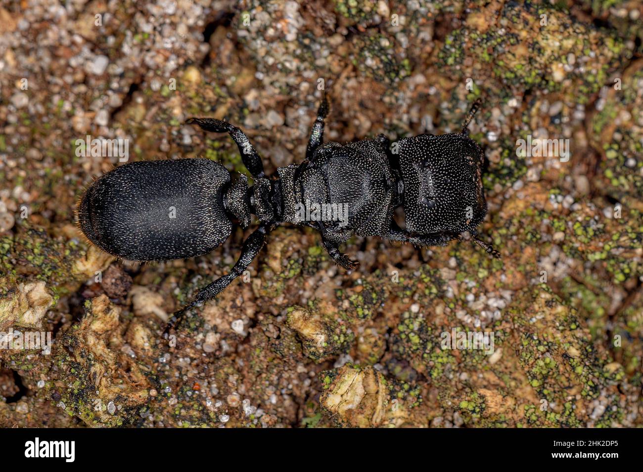 Adult Black Queen Turtle Ant of the Genus Cephalotes Stock Photo - Alamy