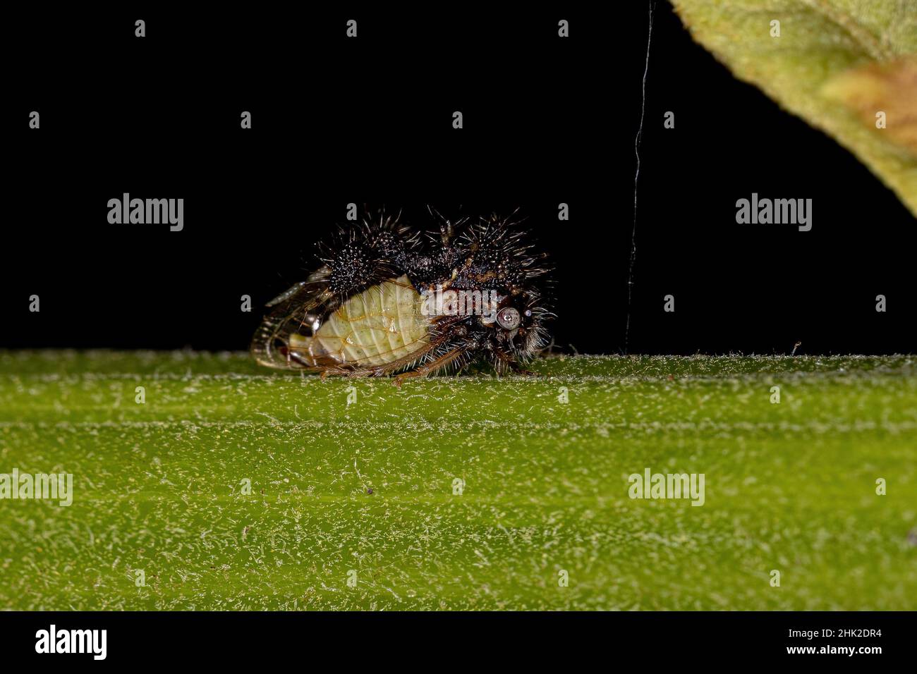Adult Ant-mimicking Treehopper of the species Cyphonia clavigera Stock ...
