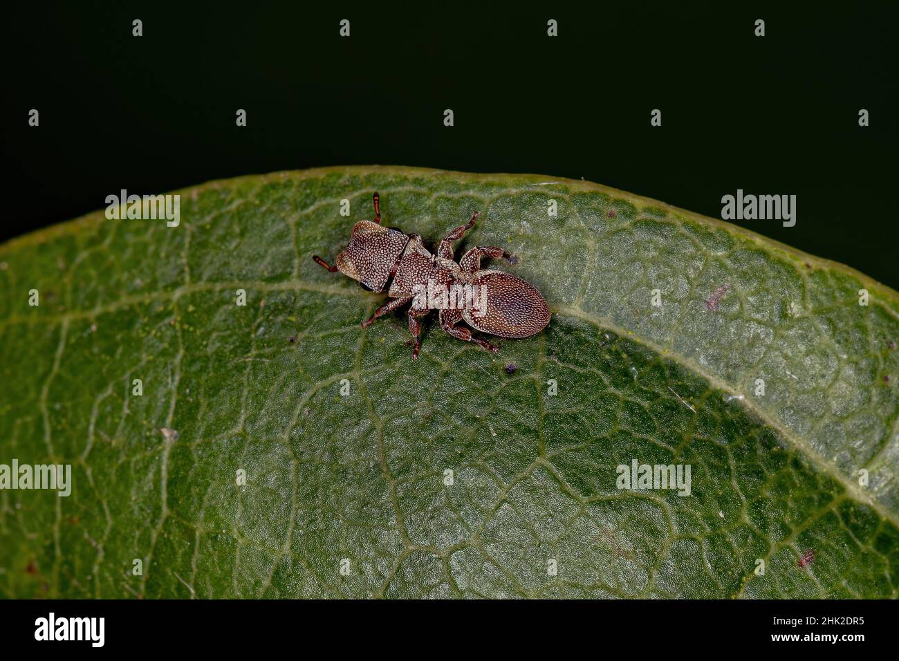 Adult Turtle Ant of the Genus Cephalotes Stock Photo - Alamy