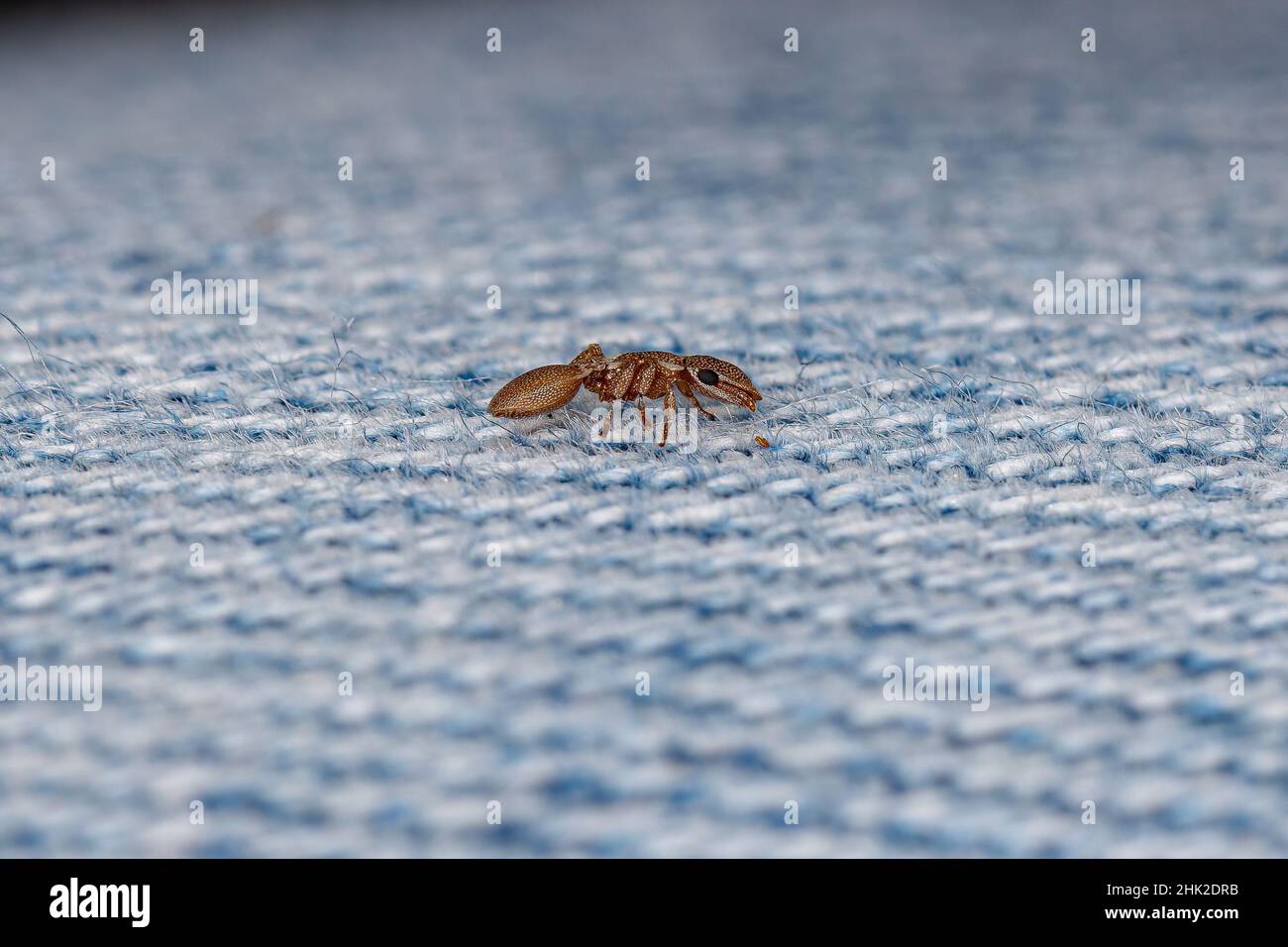 Adult Turtle Ant of the Genus Cephalotes Stock Photo - Alamy