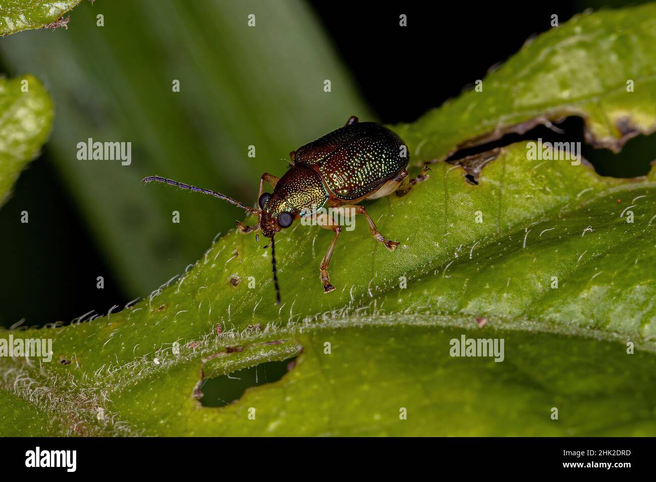 Adult Leaf Beetle of the Subfamily Eumolpinae Stock Photo - Alamy