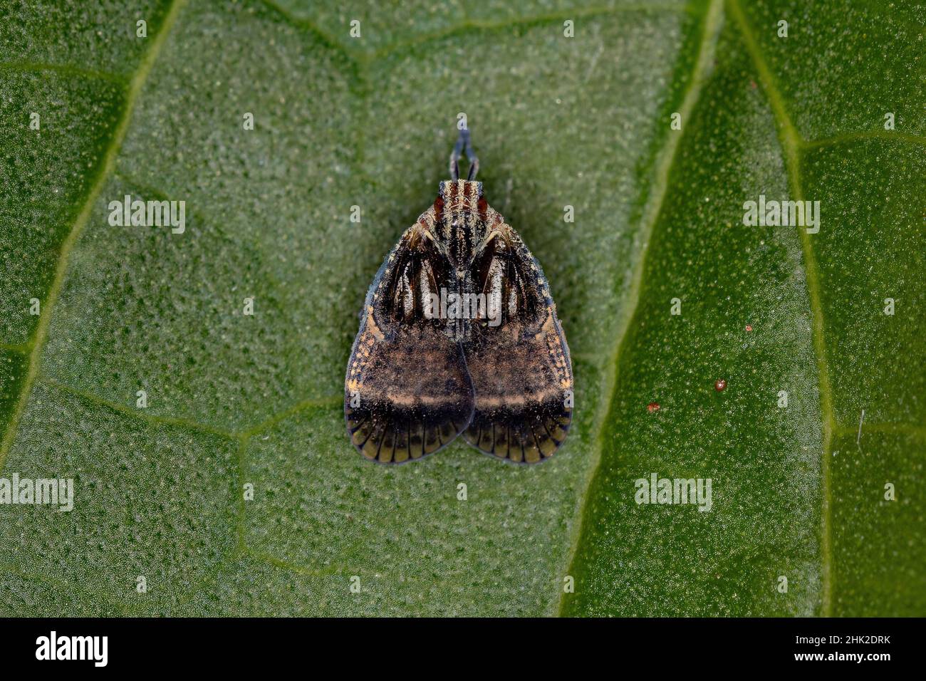 Adult Small Planthopper of the Family Cixiidae Stock Photo - Alamy