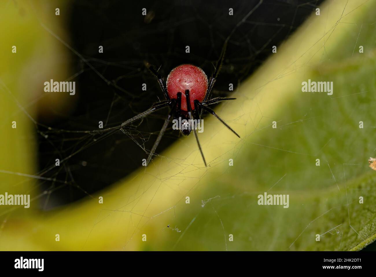 Small Araneoid Spider of the Superfamily Araneoidea Stock Photo - Alamy