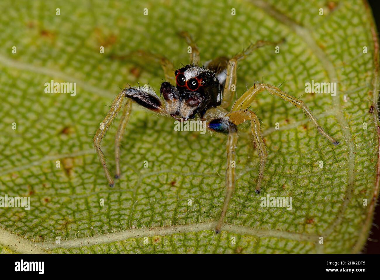 Adult Male Jumping Spider of the Genus Chira Stock Photo - Alamy