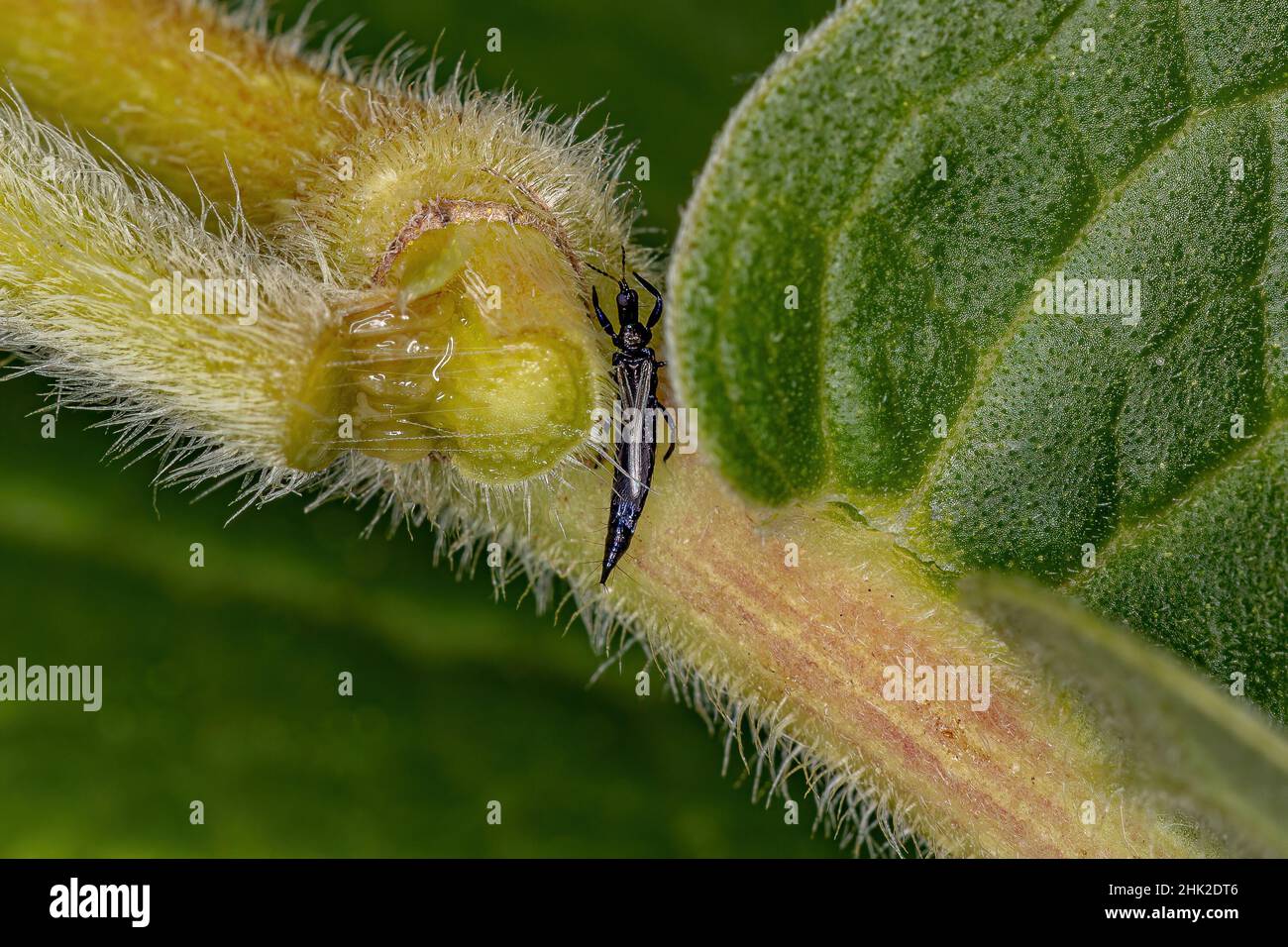 Small Thrip Insect of the Order Thysanoptera Stock Photo - Alamy