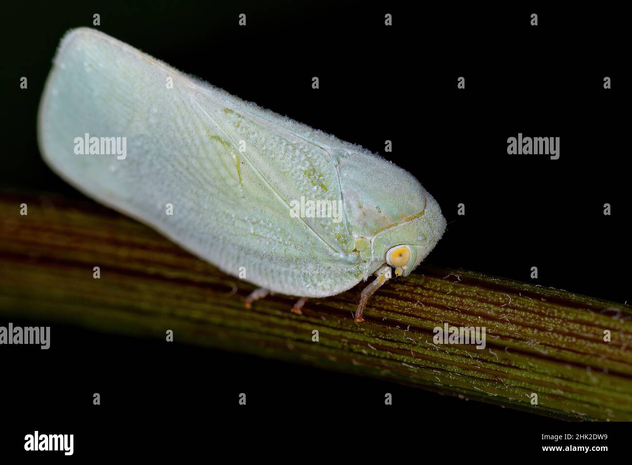 Adult Planthopper Insect of the Family Flatidae Stock Photo - Alamy