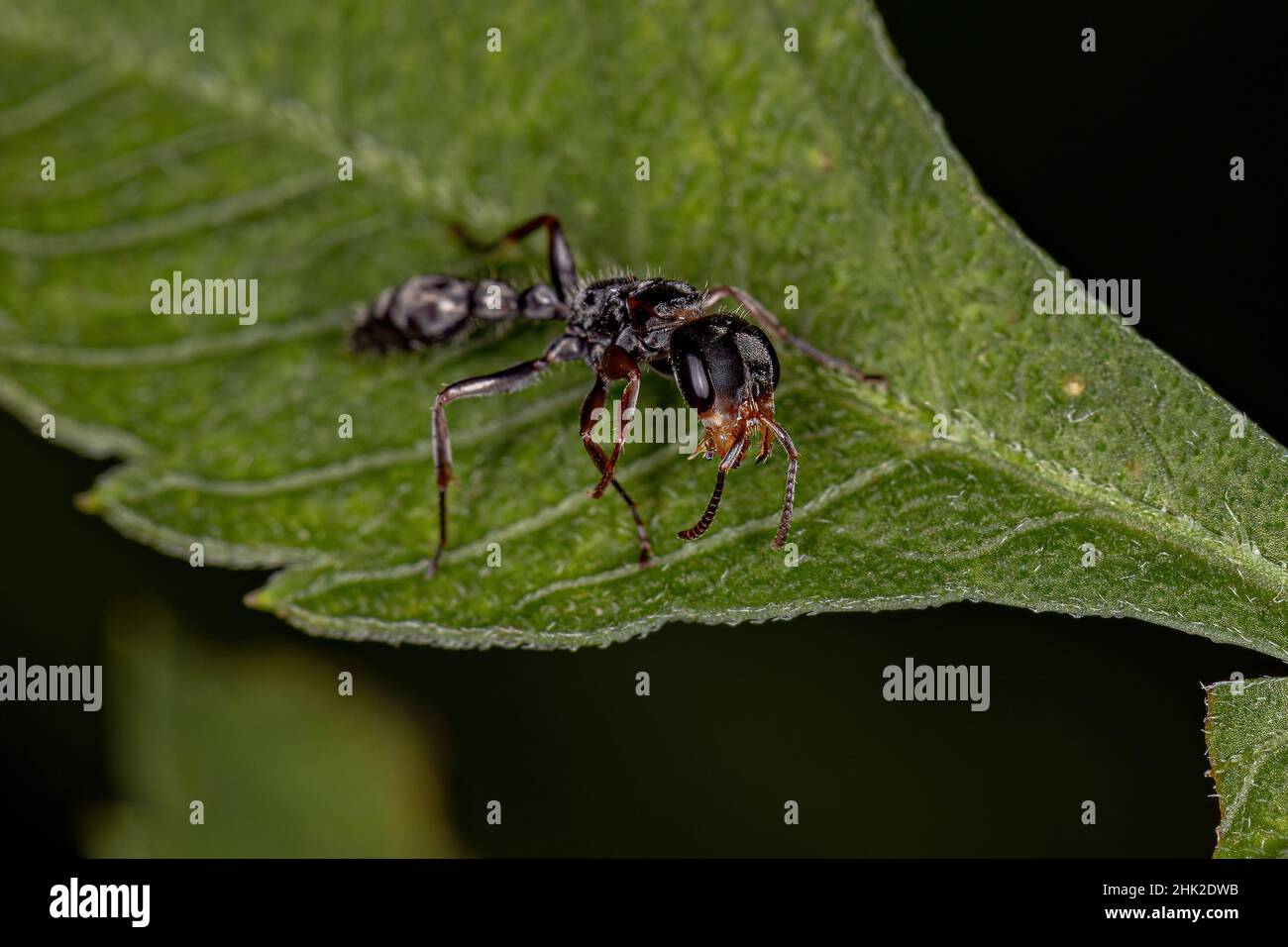 Adult Female Twig Ant of the Genus Pseudomyrmex Stock Photo - Alamy