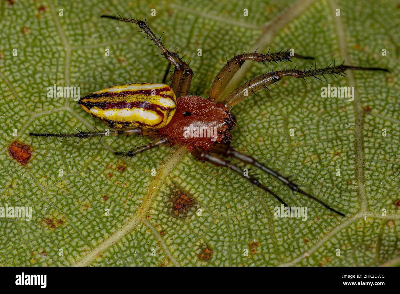 Adult Typical Orbweaver Spider of the Genus Alpaida Stock Photo - Alamy