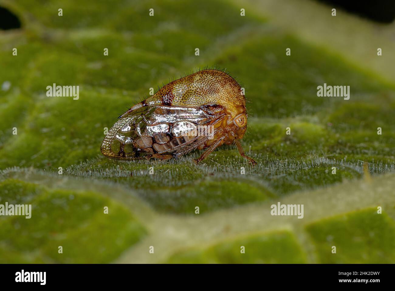 Adult Buffalo Treehopper of the Tribe Ceresini Stock Photo - Alamy