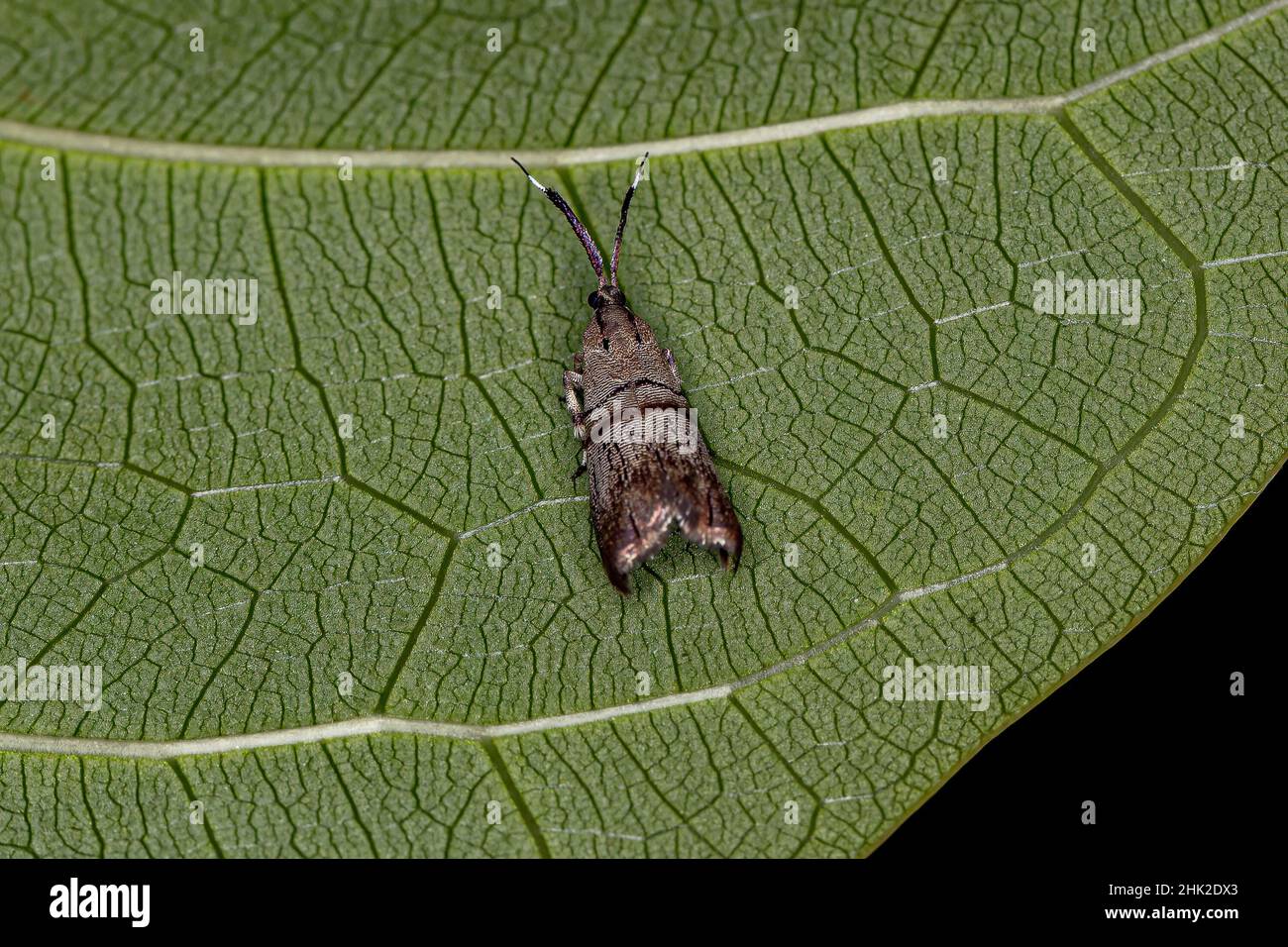 Adult Metalmark Moth of the Genus Tortyra Stock Photo - Alamy
