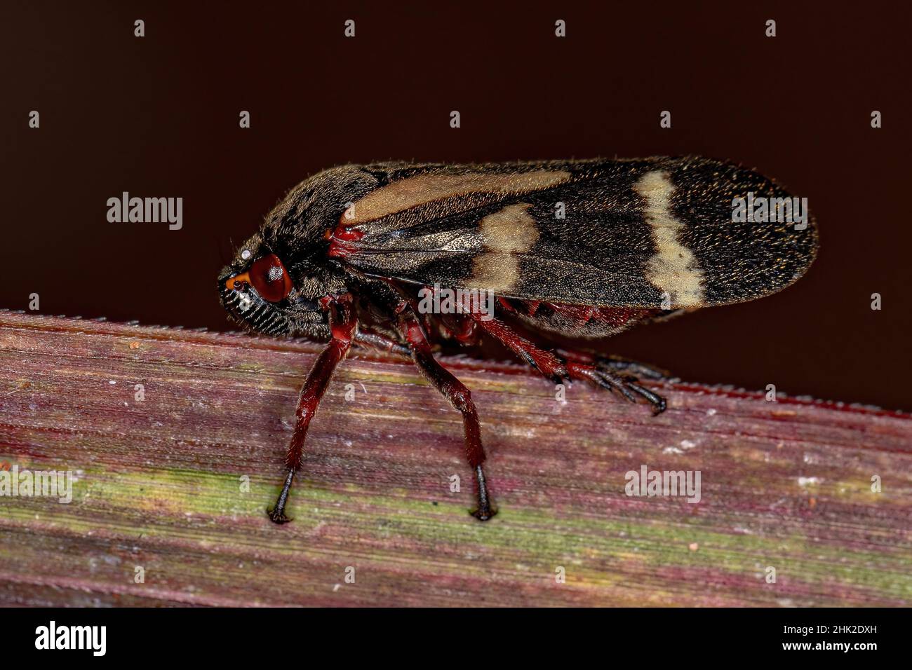 Adult Froghopper Insect of the species Deois flavopicta Stock Photo - Alamy
