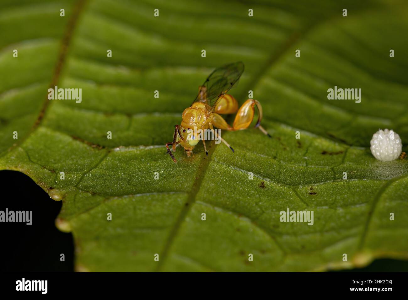 Adult Chalcidoid Wasp of the family Chalcididae Stock Photo - Alamy