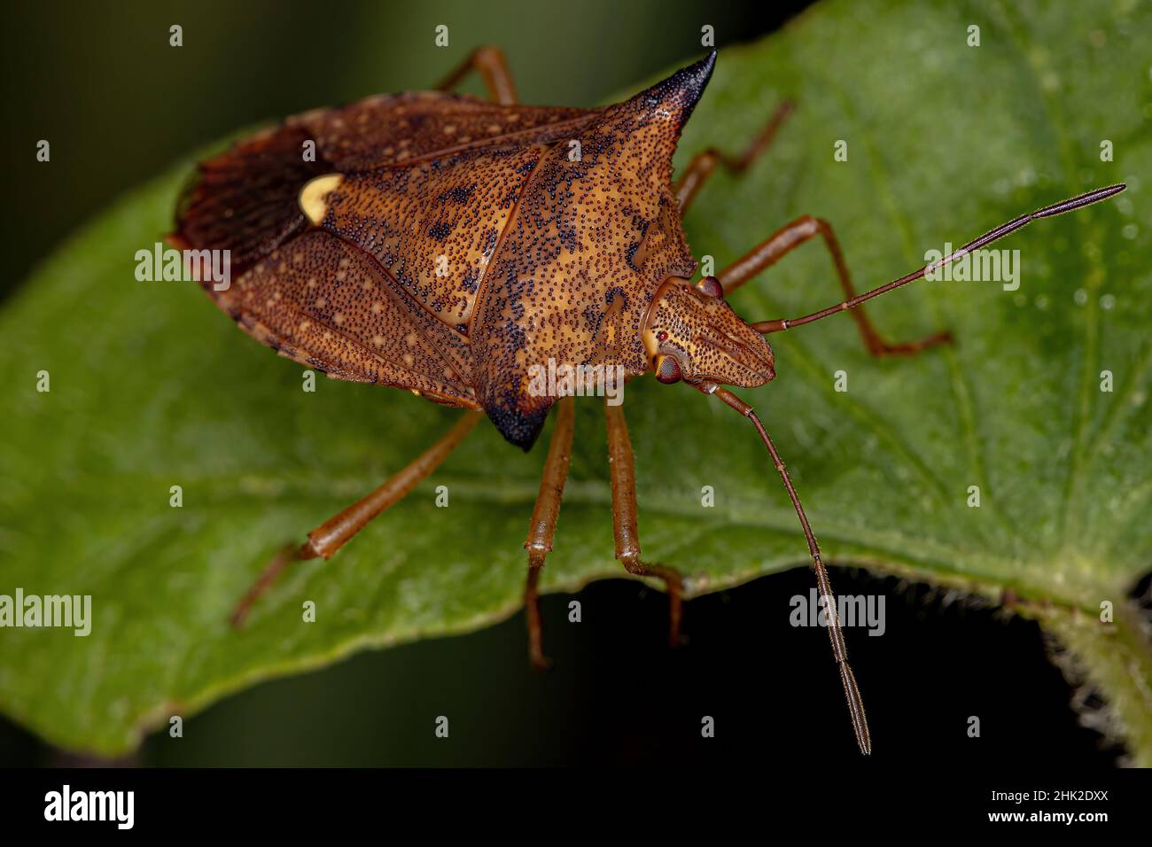 Adult Stink bug of the genus Euschistus Stock Photo - Alamy