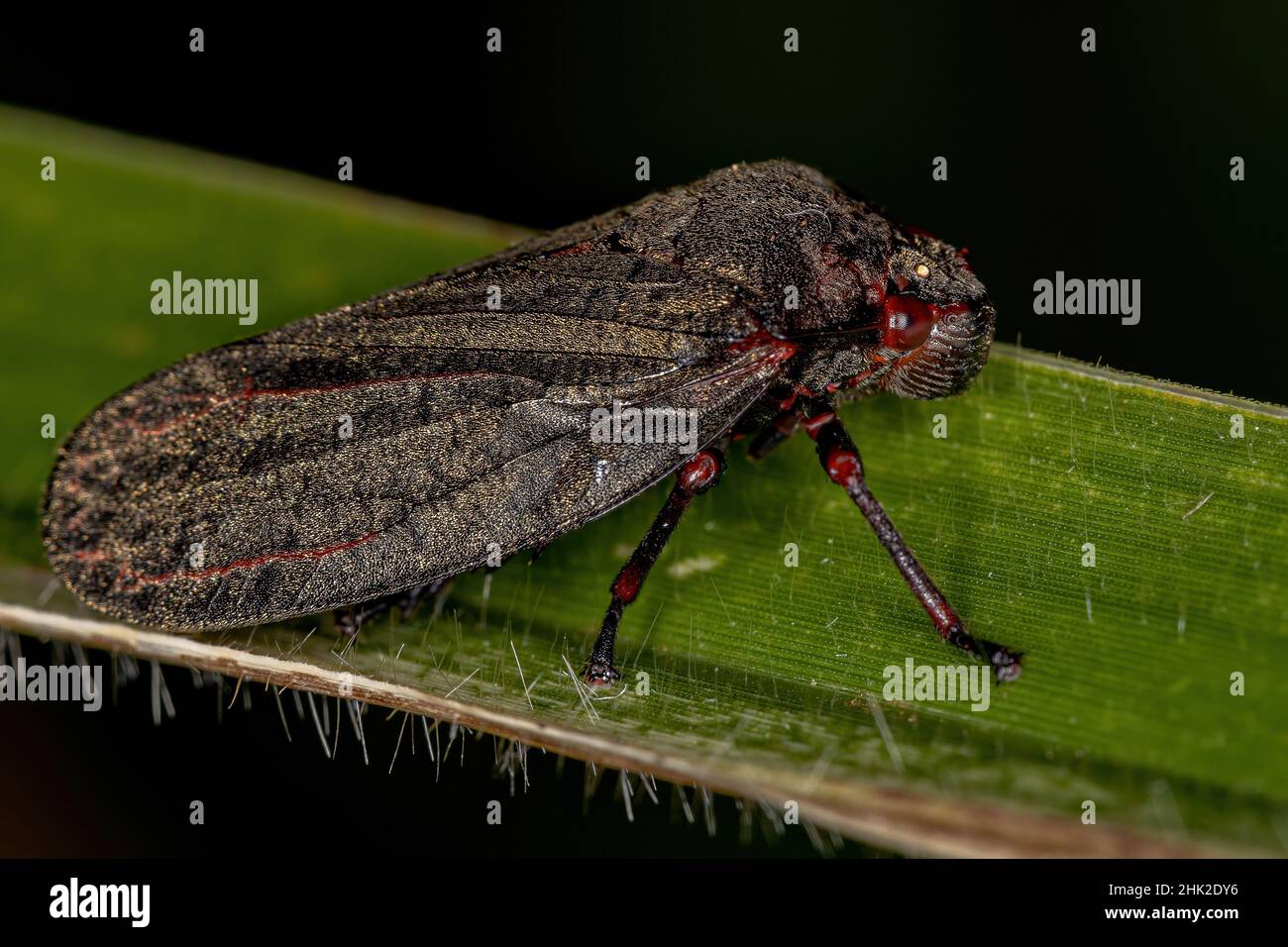 Adult Froghopper Insect of the Family Cercopidae Stock Photo - Alamy