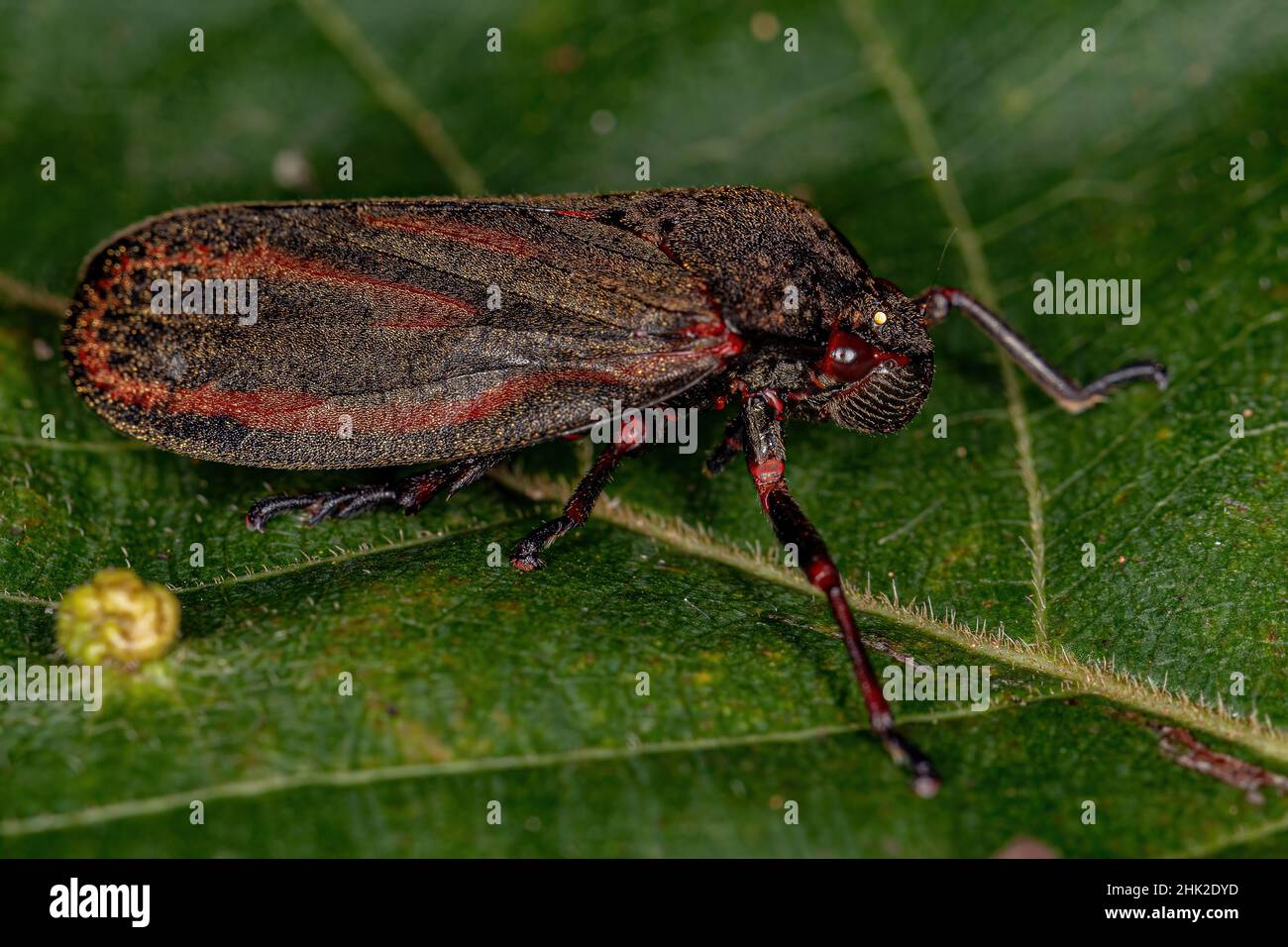 Adult Froghopper Insect of the Family Cercopidae Stock Photo - Alamy