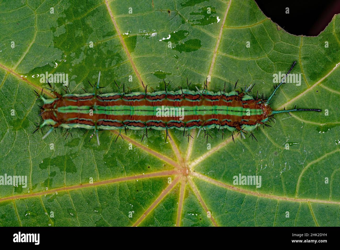 small moth larva of the Order Lepidoptera Stock Photo - Alamy